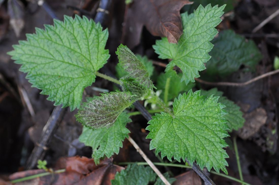 Harvesting Nettles with Children..... | Nourishing Meals®