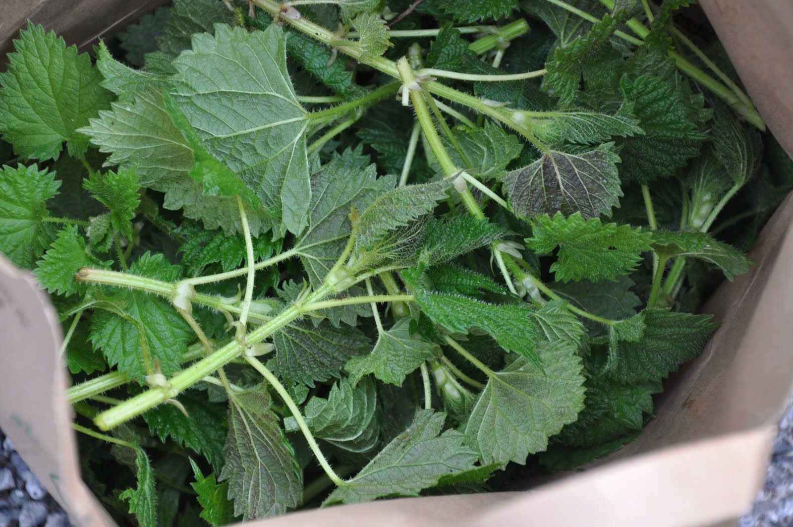 Harvesting Nettles with Children..... | Nourishing Meals®